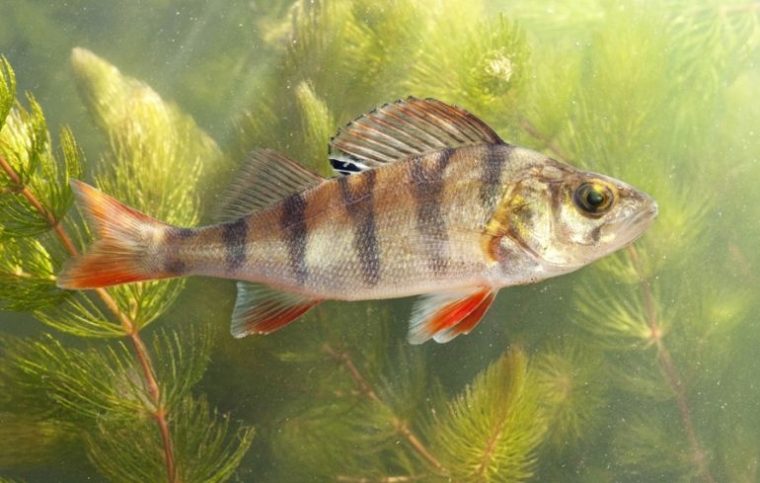 Peixes de laboratório expostos a remédio para ansiedade prosperam